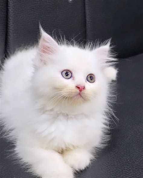 Persiancathub