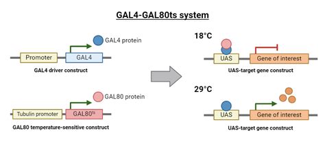 Drosophila Gal4 Gal80ts System Biorender Science Templates
