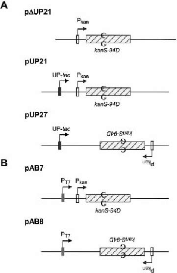 Structures Of Plasmids A The Relevant Genetic Elements In The Download Scientific Diagram