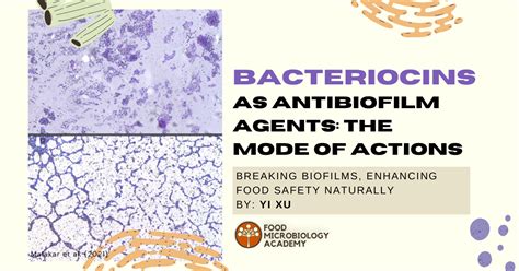 Bacteriocins As Antibiofilm Agents The Mode Of Actions Food Microbiology Academy