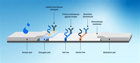 An Introduction To The Lateral Flow Test Strengths Limitations And Applications Technology