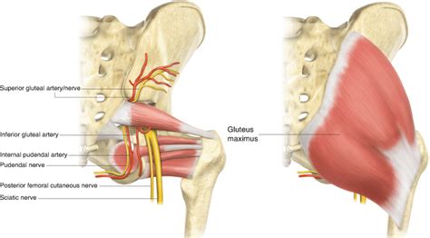 Superior Gluteal Nerve Injection