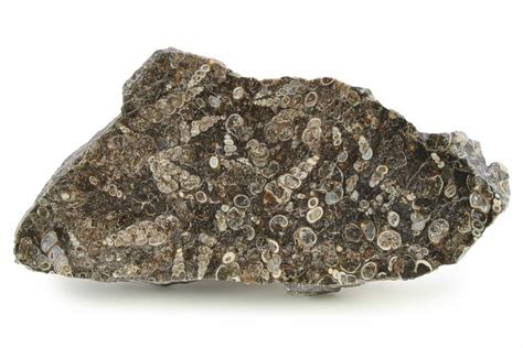 745 Polished Fossil Freshwater Snails Elimia In Limestone Wyoming