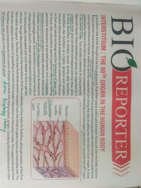 Biology The Brain Buffer Home