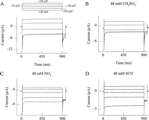 Effect Of Other Extracellular Anions On Hclc 1 Expressed In Xenopus