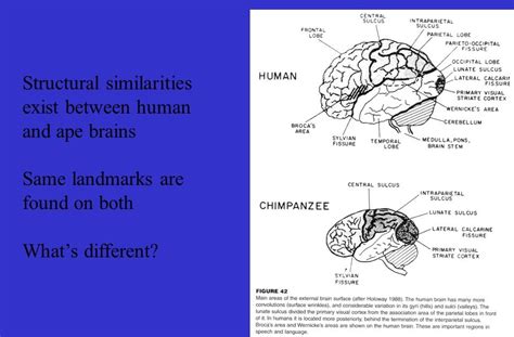 Exams And Me Calcarine Sulcus