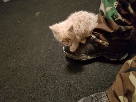 My Old Kitten Sif When She Was A Kitten Fit Almost On My Toe Size 75