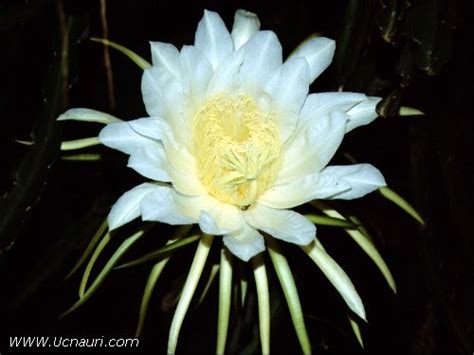 ფლორა და ფაუნა