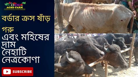 বর্ডার ক্রস ষাঁড় গরু এবং মহিষের দরদাম নৈহাটি নেত্রকোণা। কুল এগ্রো ফার্ম। Cool Agro Farm Youtube