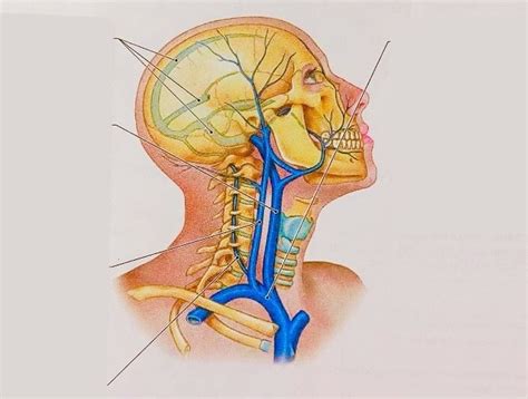 Aandp Ii Lab Exam I Diagram Quizlet