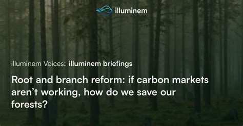 Root And Branch Reform If Carbon Markets Arent Working How Do We Save Our Forests Illuminem
