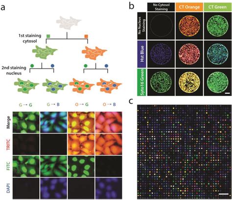 Sequential Combinatorial Cell Staining A Schematic Illustration Of Download Scientific