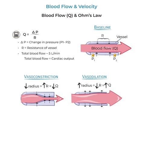 Physiology Glossary Blood Flow And Velocity Ditki Medical And Biological