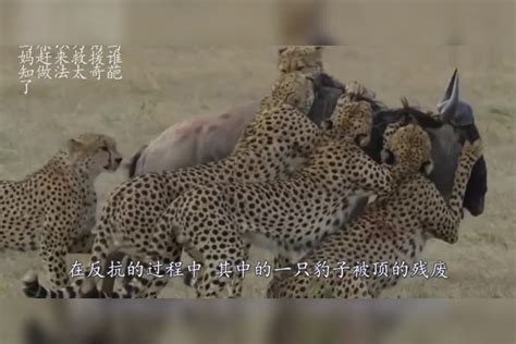 豹子捕获小角马，原以为角马妈赶来救援，谁知做法太奇葩了角马救援做法