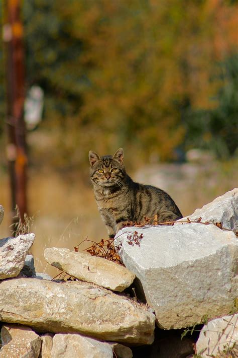 Gatolebra Animal Photos Download The Best Free Gatolebra Animal Stock
