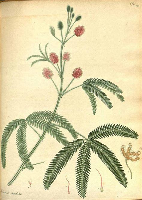 La Dormilona Una Planta Que Se Mueve Y Tiene Memoria Sensitive Plant