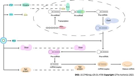 Hepatitis B Virus Modulates Micrornas Processing Proteins To Affect The