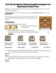 Fruit Fly Lab Sex Linked Traits Docx Fruit Fly Investigation Mating Drosophila Melanogaster