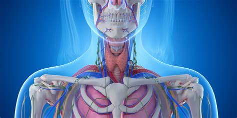 Anterior Neck Anatomy Bones