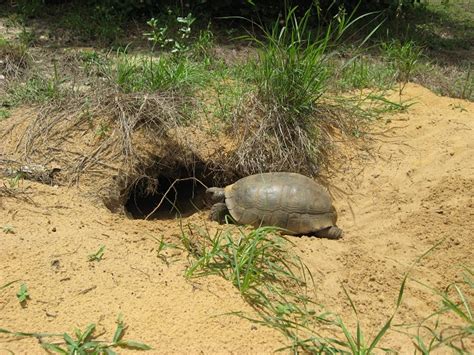 Gopher Tortoise Facts And Pictures