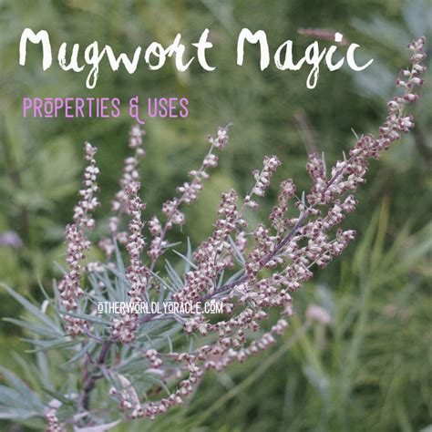 Mugwort Magic Properties And 9 Powerful Witchy Uses Otherworldly Oracle