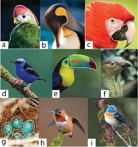 Figure 1 From Avian Coloration Genetics Recent Advances And Emerging