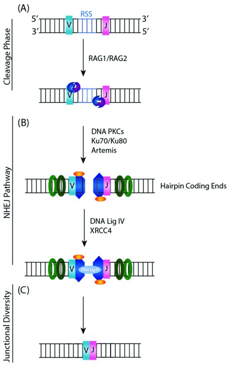 Vdj Recombination In Lymphocytes And Nhej A Rag1 And Rag2
