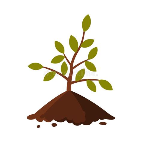 Tree Sapling Stock Illustrations 5516 Tree Sapling Stock