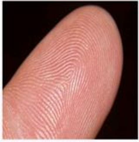 Figure 1 From Fingerprint Liveness Detection Based On Feed Forward