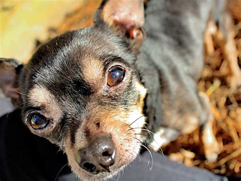 Chiweenie With Worlds Largest Ears Has The Internet Totally In Love