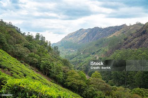 계곡 차 농장과 숲 Munnar 남쪽 인도 케 랄라 닐기리 언덕 동백 산시스 식물의 농업 들판과 풍경 0명에 대한 스톡 사진 및 기타 이미지 Istock