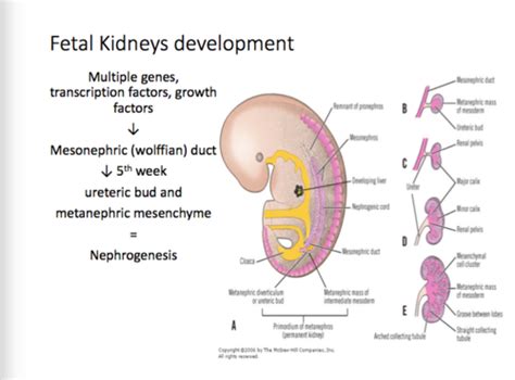 Path Renal Ii Flashcards Quizlet