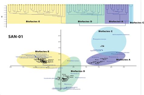 Dendrogram Of Samples By Q Mode Cluster And Correspondence Analysis Download Scientific Diagram