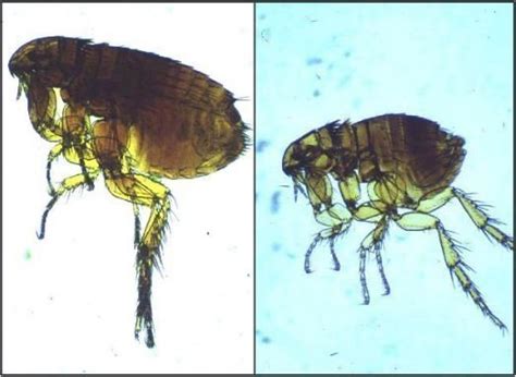پل ایده‌آل پارس کک
