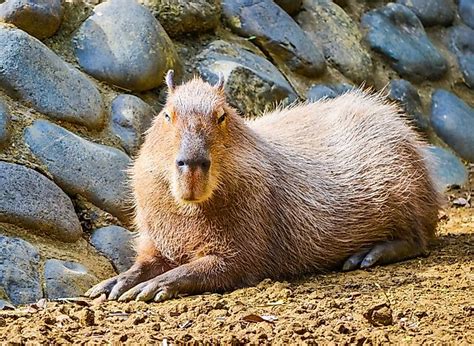 10 Amazing Capybara Facts