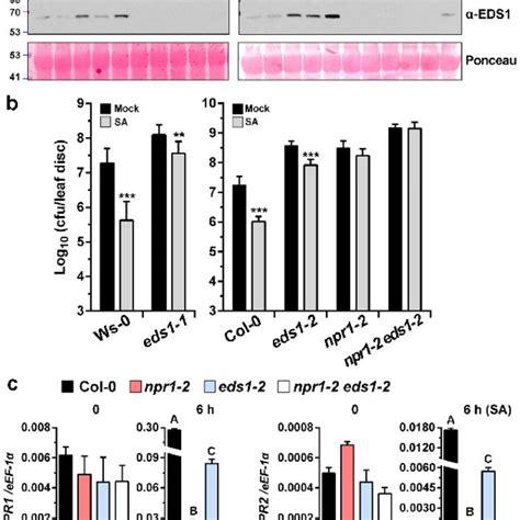 pdf two interacting transcriptional coactivators cooperatively