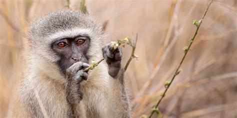 String Substitution Python Dev Community