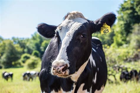 What Is The Difference Between A Jersey Cow And A Holstein Cow At