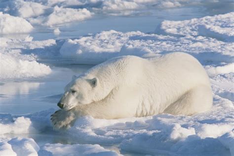 북극곰 털 얼어붙지 않는 비결