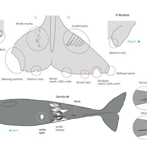 Morphological Markers Sex Cutting Patterns Of The Fins And Download Scientific Diagram