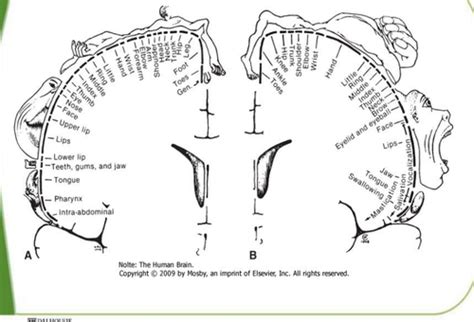 CEREBRAL CORTEX PAR 5 Flashcards Quizlet