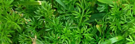 Lawn Burweed Control How To Get Rid Of Lawn Burweed Solutions Pest