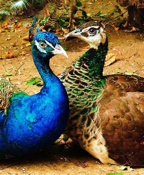 Indian Peacock And Peahen 🦚 Rpeacocks