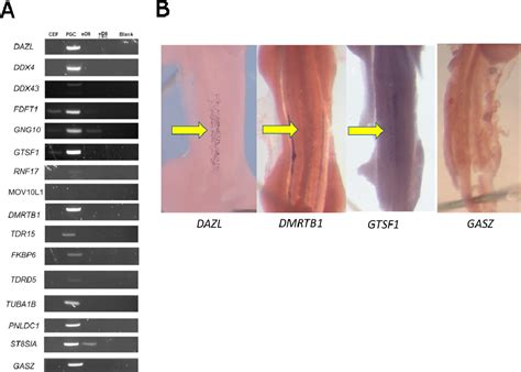 Figure 2 From The Transcriptome Of Chicken Migratory Primordial Germ Cells Reveals Intrinsic Sex