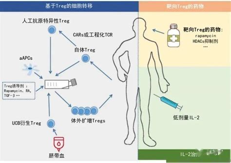 靶向Tregs治疗自身免疫性疾病 细胞
