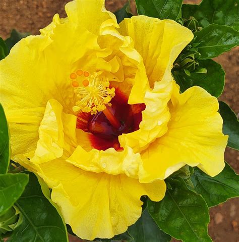 විසිතුරු මල් සහ පැල තවාන Bandaragama