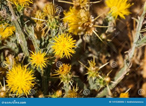 Centaurea Solstitialis Flower The Yellow Star Thistle With A Bumblebee
