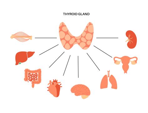 Thyroid Testing Misconceptions Debunking Thyroid Testing Myths