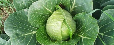 莲花白和包菜的区别 关于莲花白和包菜的区别知秀网