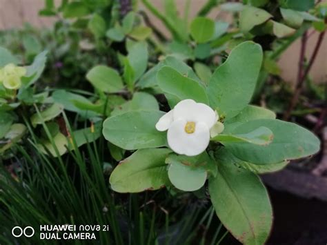 In Depth Review Of Huawei Nova I